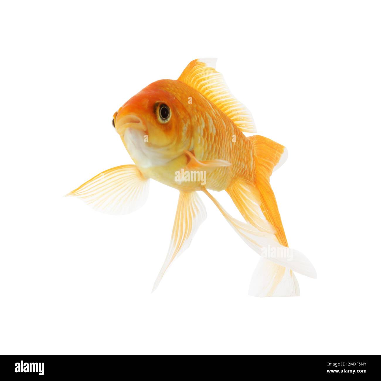 Beautiful bright small goldfish isolated on white Stock Photo - Alamy