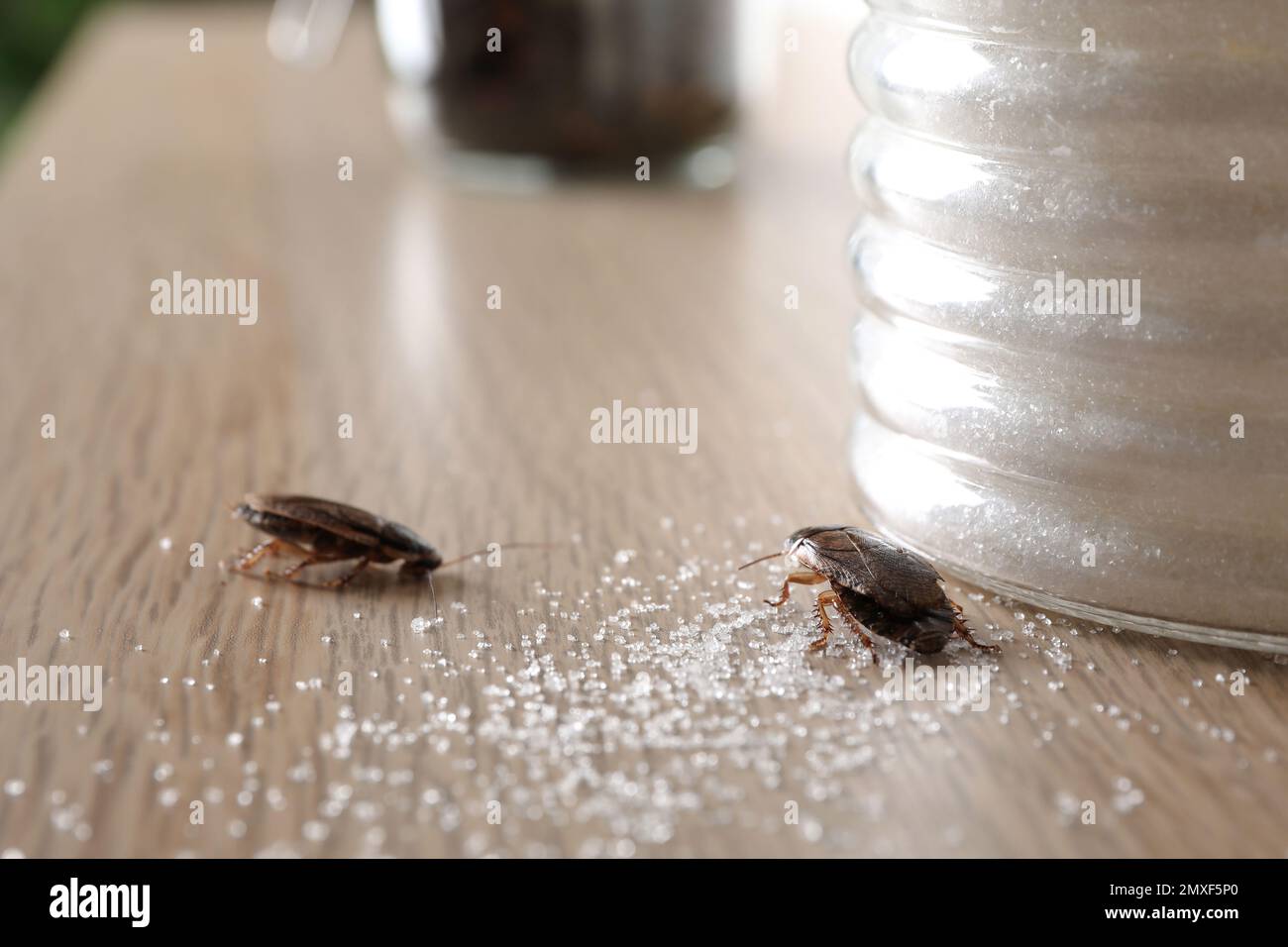 Cockroaches and scattered sugar on wooden table, closeup. Pest control ...