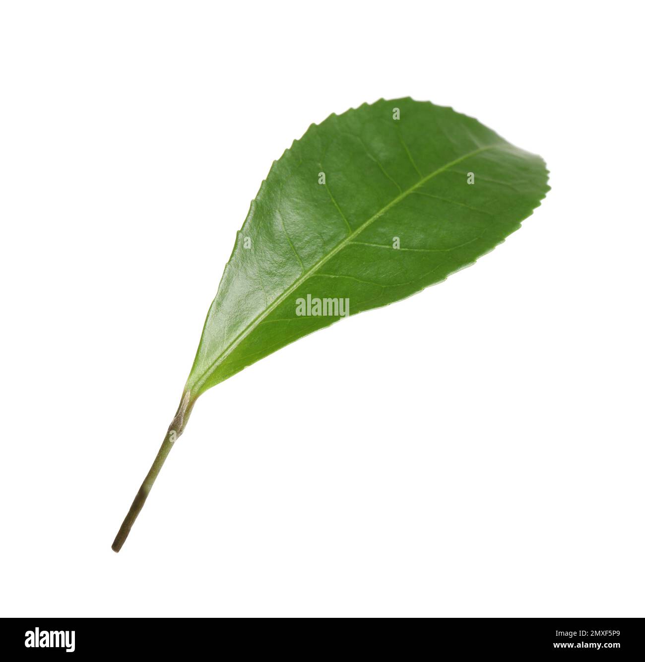 Green leaf of tea plant isolated on white Stock Photo - Alamy