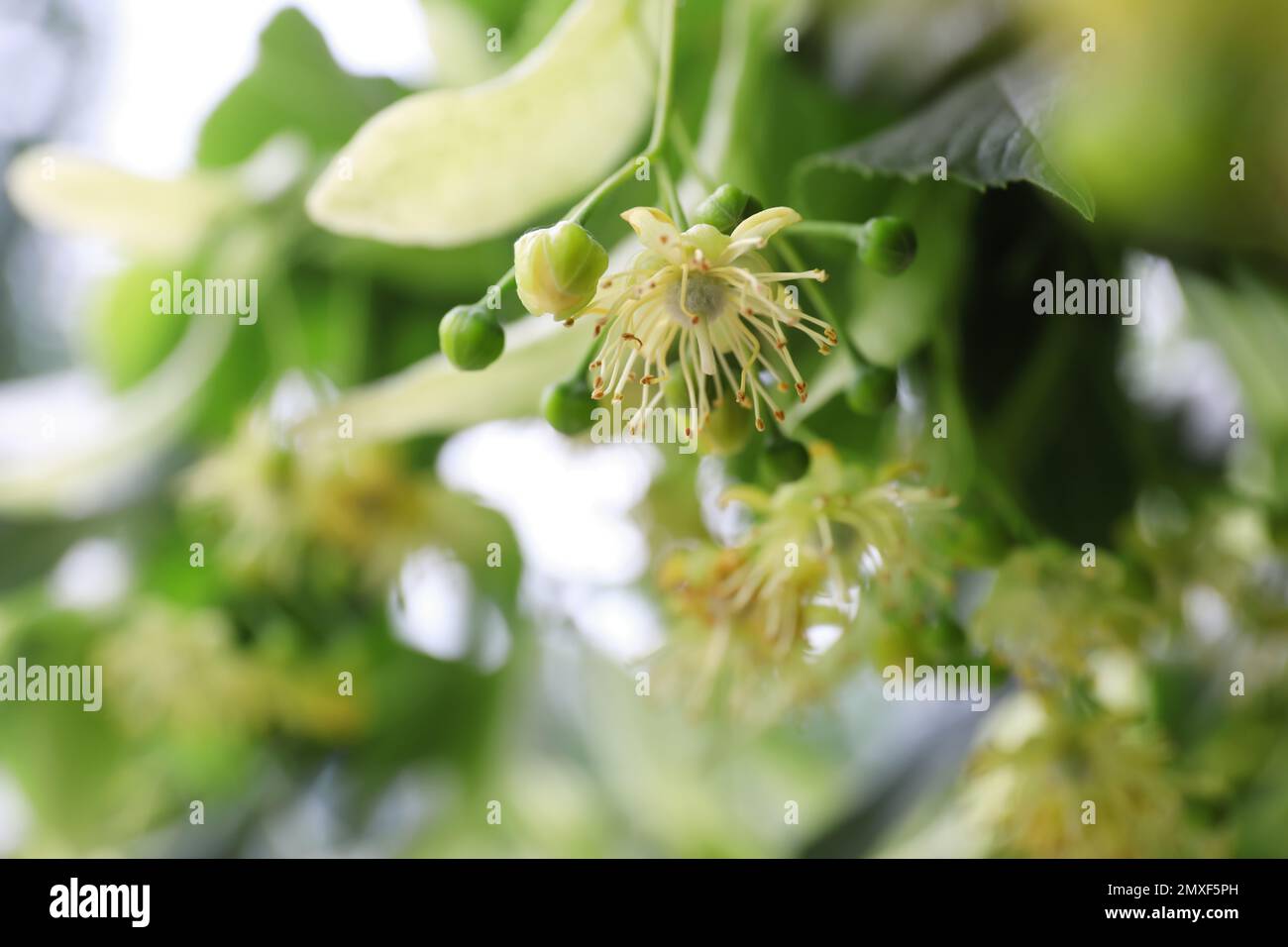 Closeup view of linden tree with fresh young green leaves and blossom ...