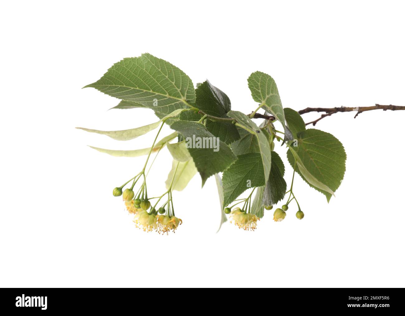 Linden tree branch with fresh young green leaves and blossom isolated ...