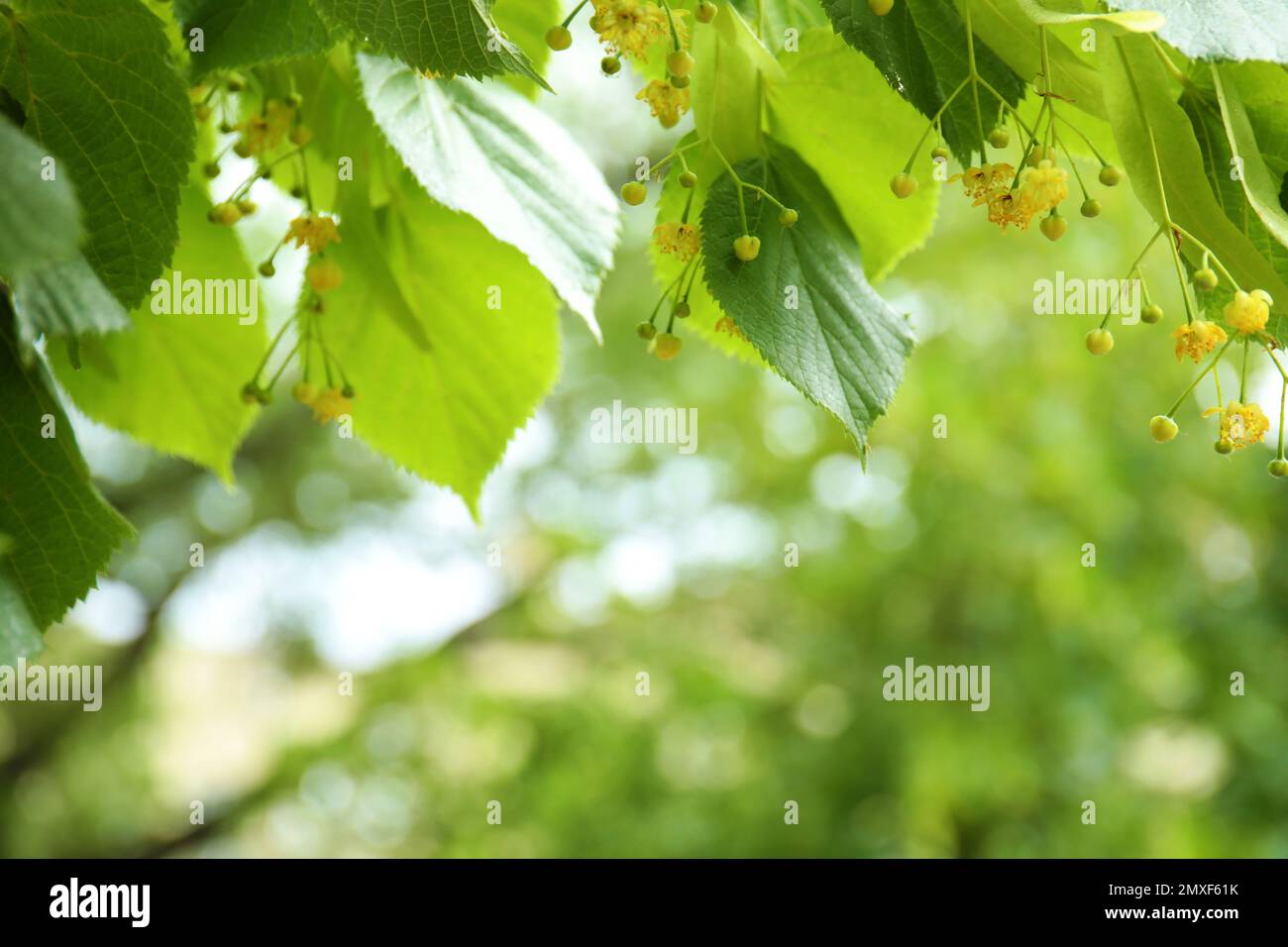 Closeup view of linden tree with fresh young green leaves and blossom ...