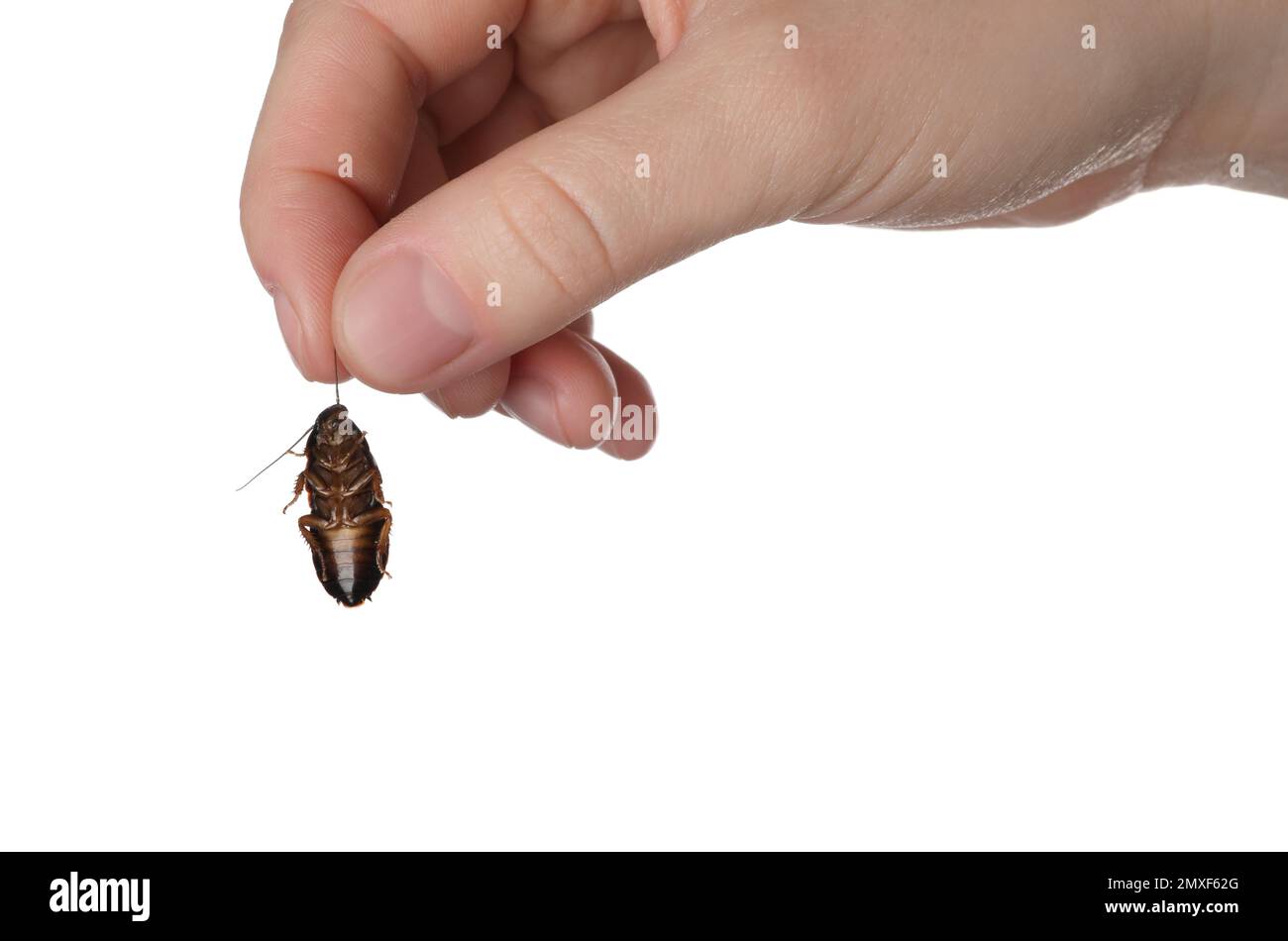 Woman holding cockroach on white background, closeup. Pest control ...