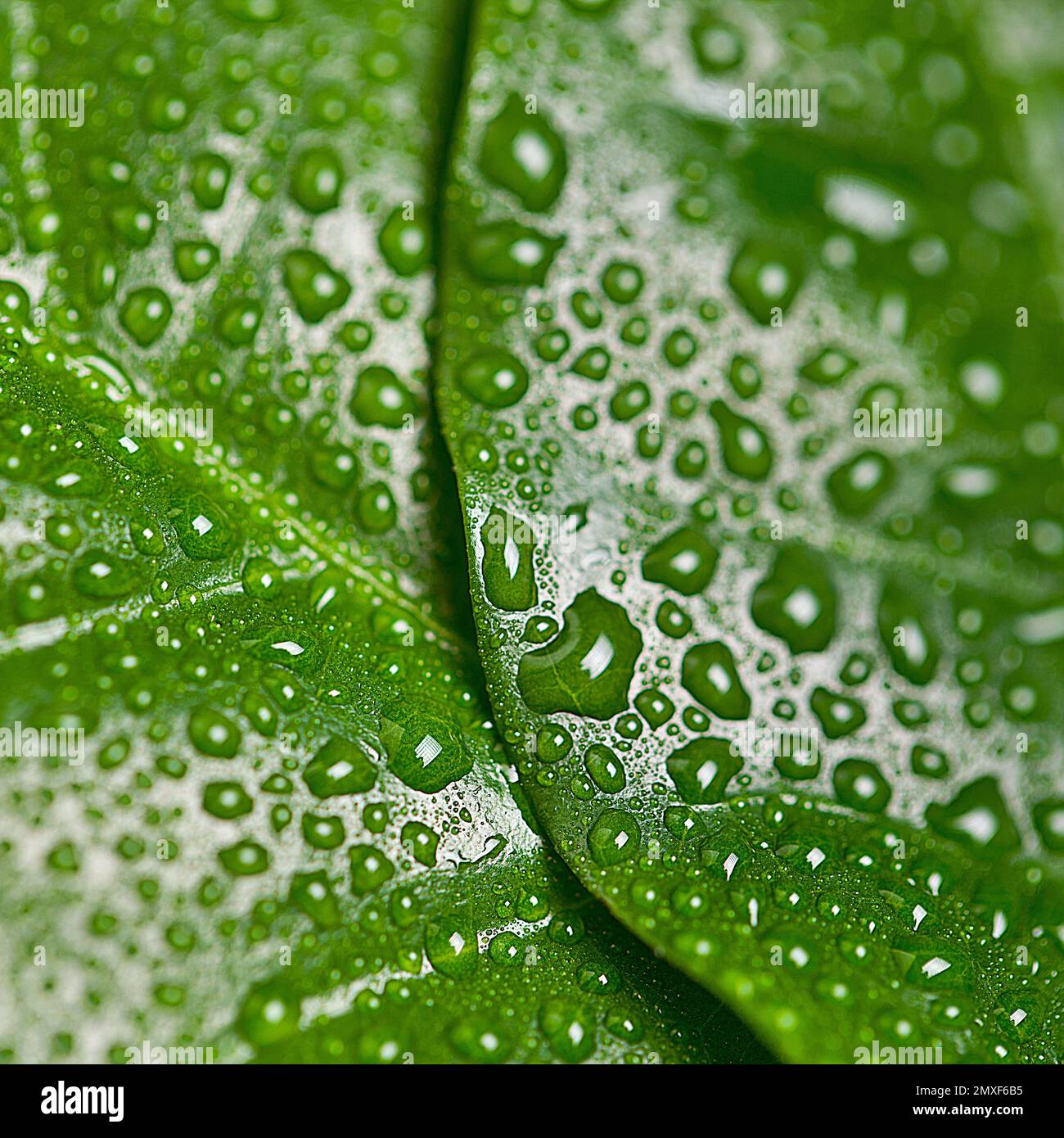 Green leaf with water drops Stock Photo - Alamy