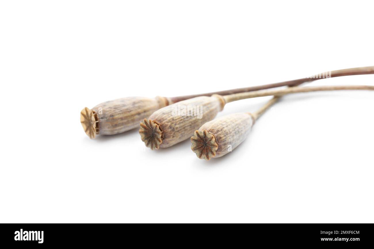 Dried poppy pods with seeds on white background Stock Photo - Alamy