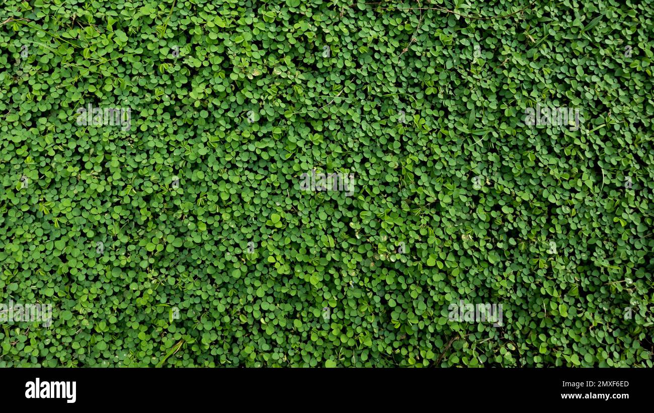 Vegetative background from leaves and plants. Green vegetation backdrop ...