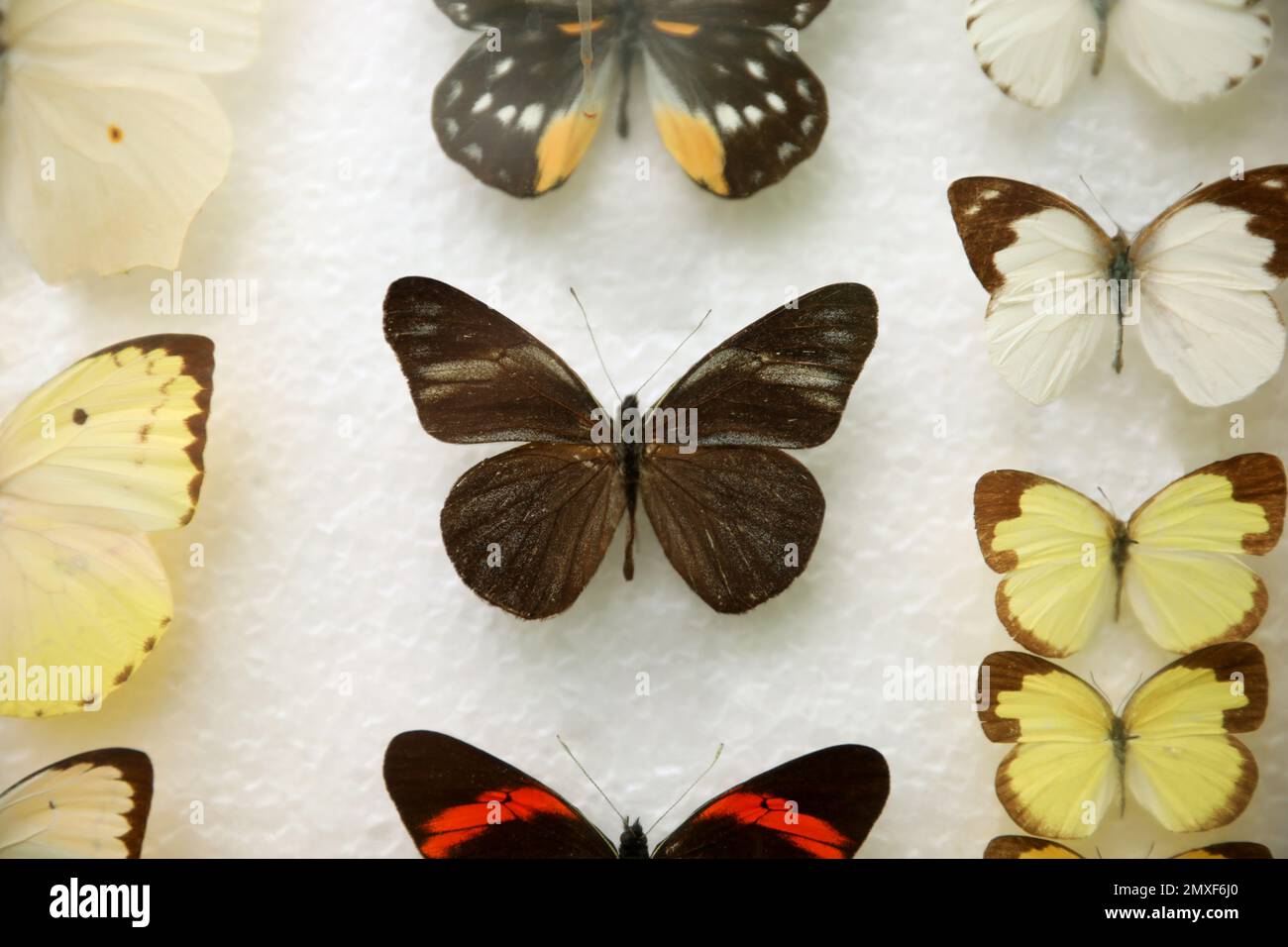 Many different beautiful exotic butterflies on white background Stock ...