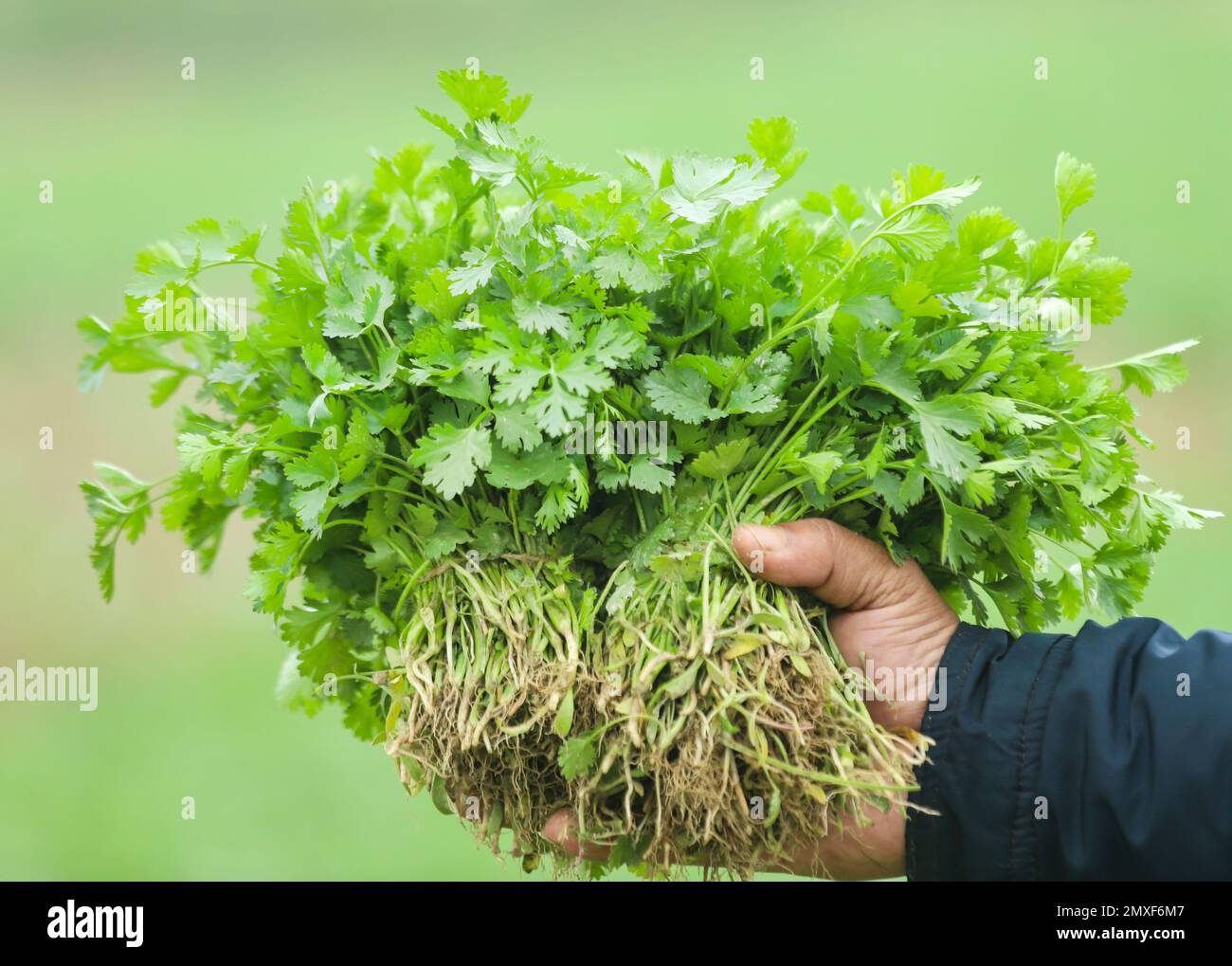 Fresh bunch of coriander leaves pulled out from field Stock Photo - Alamy