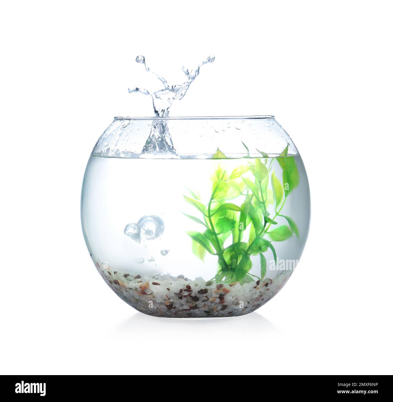 Splash of water in round fish bowl with decorative plant and pebbles on ...