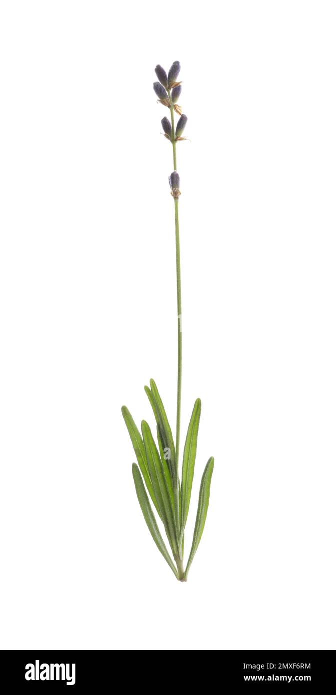 Single lavender lavandula flower Cut Out Stock Images & Pictures - Alamy
