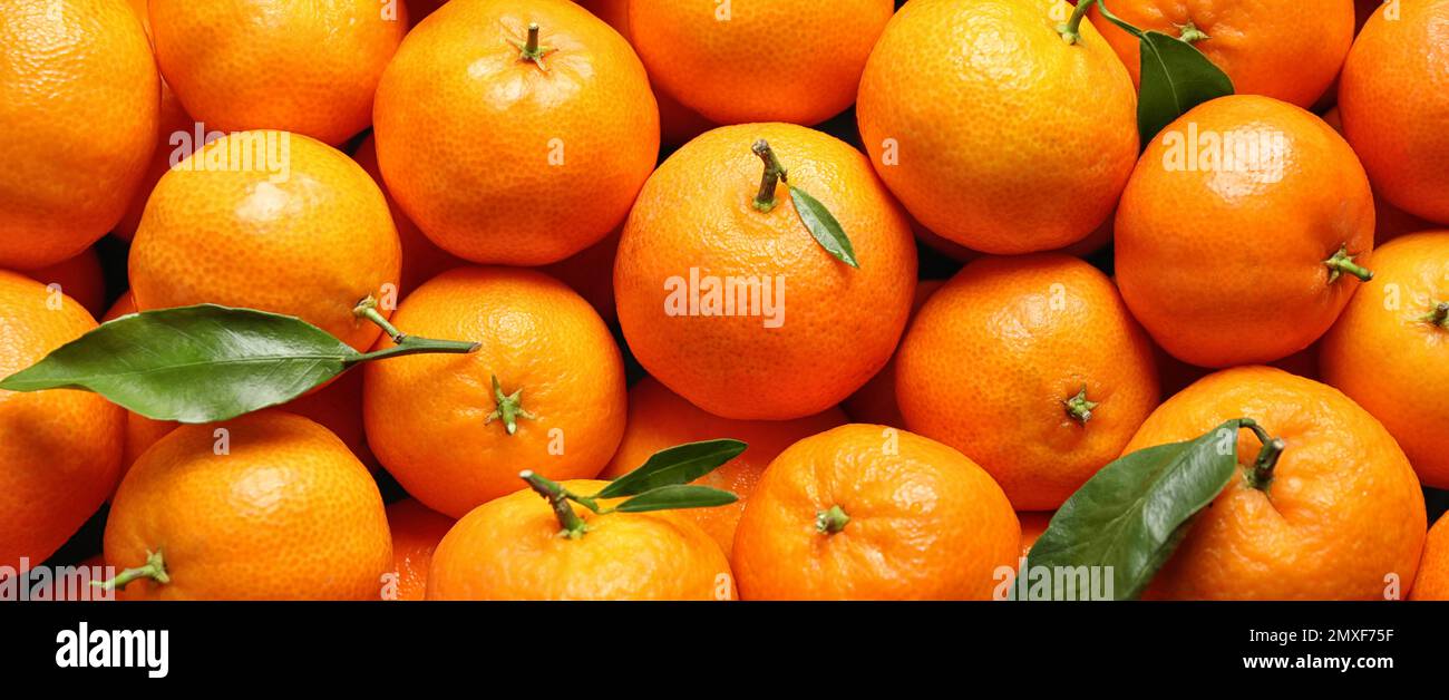 Delicious fresh ripe tangerines as background, top view. Banner design ...
