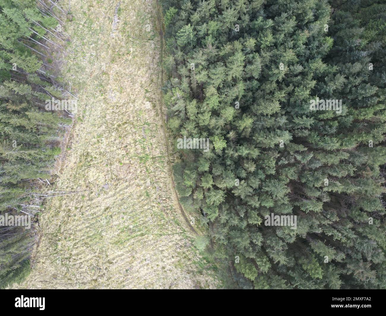 An aerial view of evergreen trees in the forest Stock Photo - Alamy