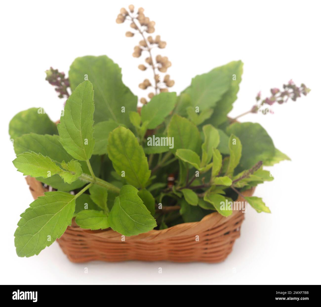 Tulsi leaf hi-res stock photography and images - Alamy