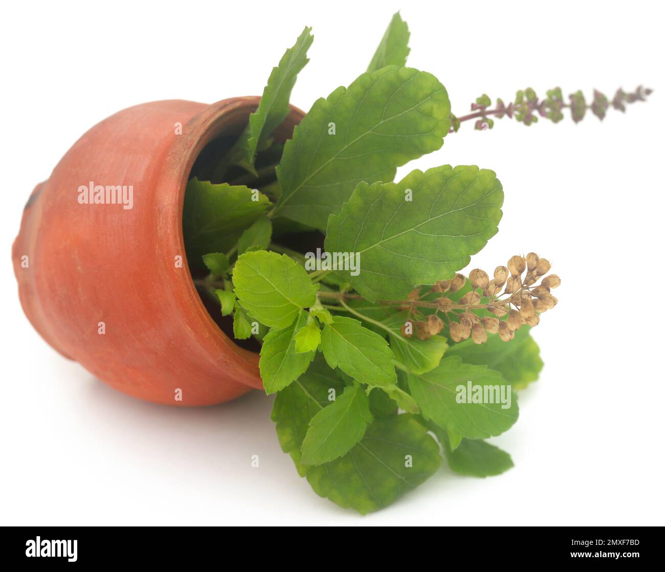 Tulsi india Cut Out Stock Images & Pictures - Alamy