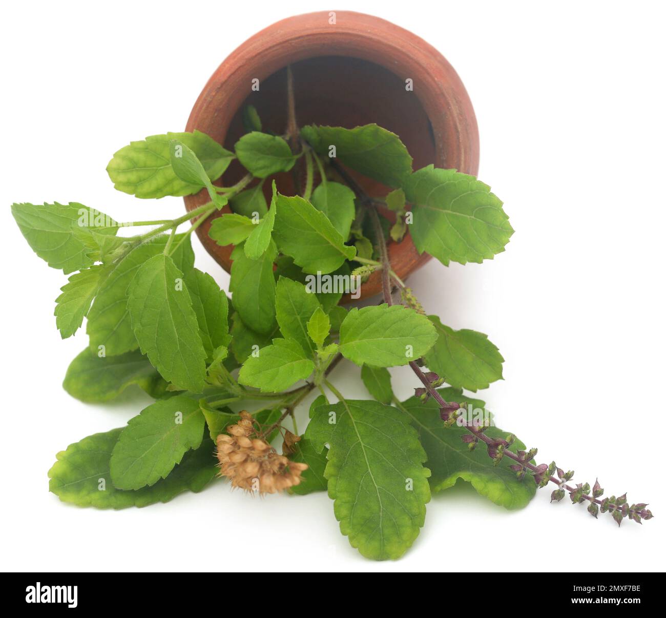 Tulsi leaf hi-res stock photography and images - Alamy