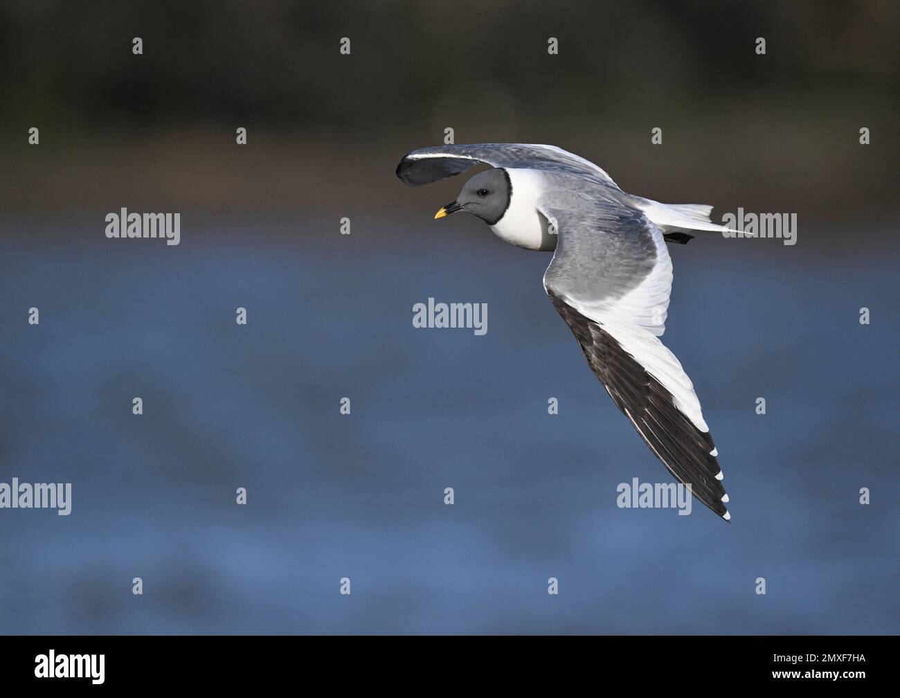Sabine's Gull - Xema sabini Stock Photo - Alamy