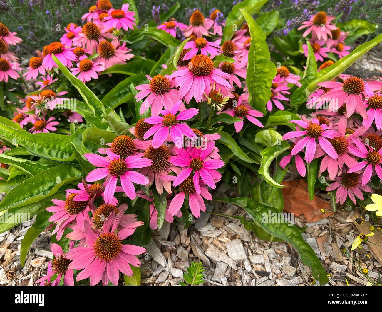 Natural light closeup on a colorful strikingly bright purple coneflower ...