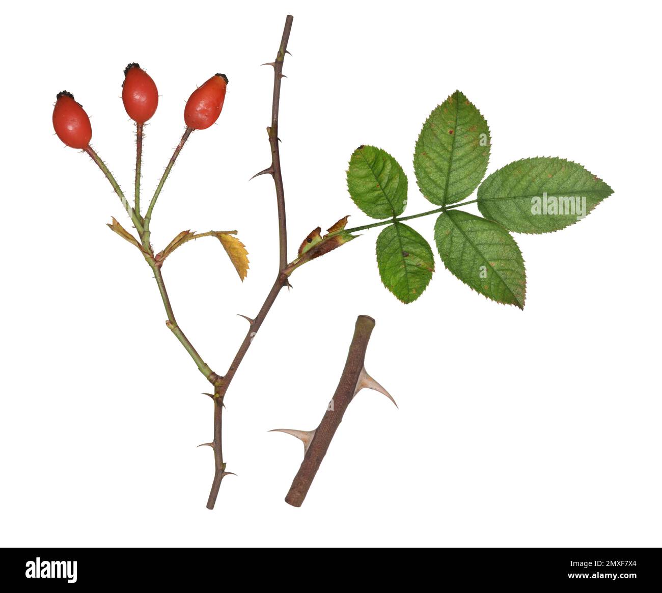 Harsh Downy-rose - Rosa tomentosa Stock Photo - Alamy