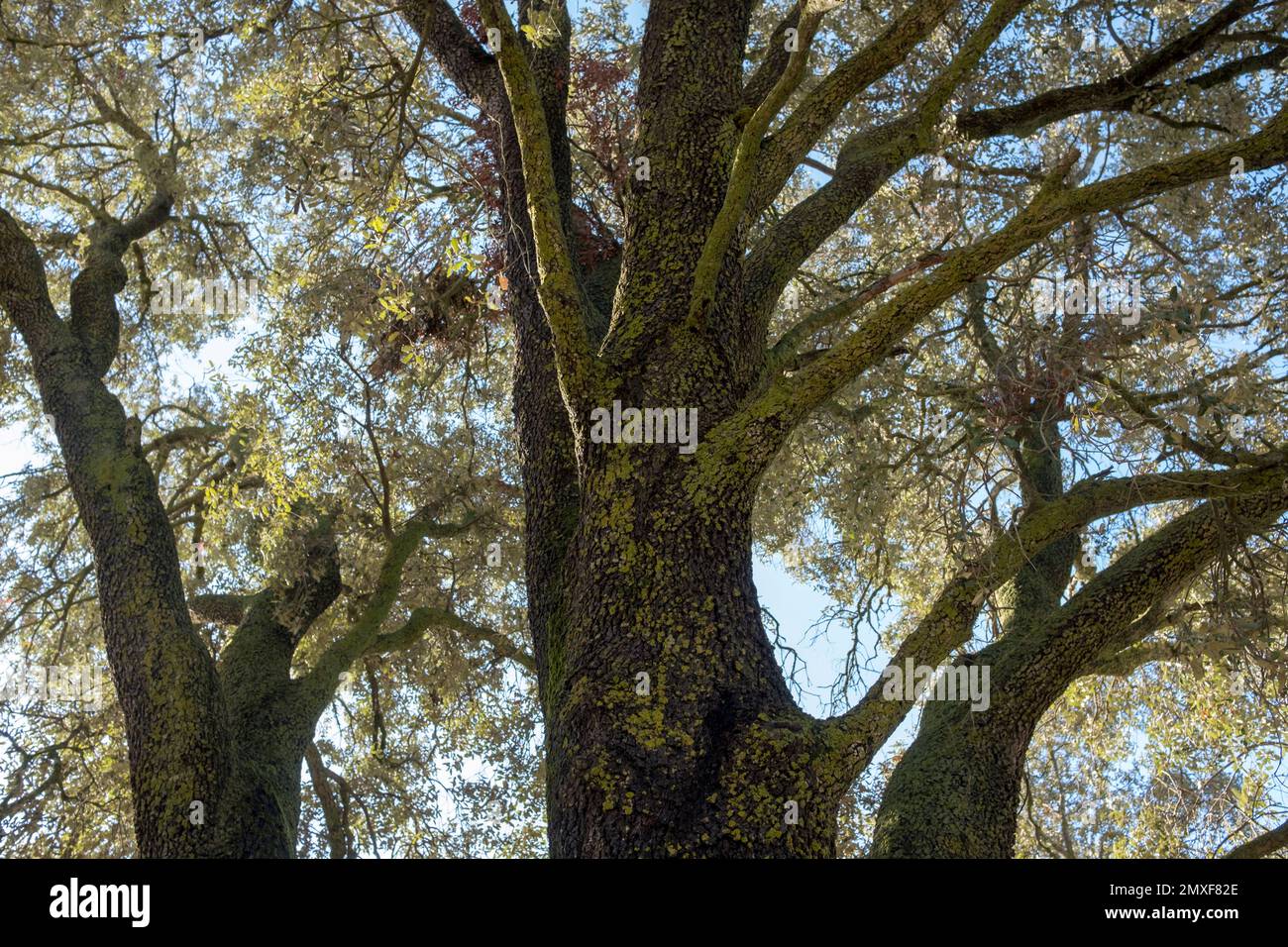 Tree top. European oak Stock Photo - Alamy