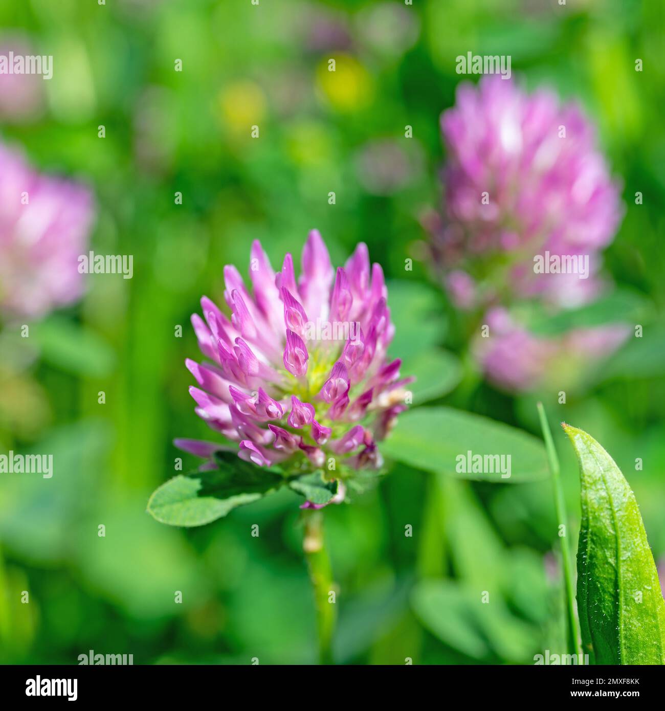 Flowering red clover, Trifolium pratense, close-up Stock Photo - Alamy