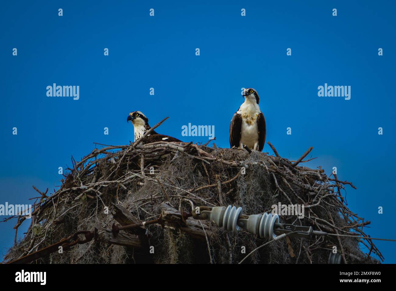 P osprey hi-res stock photography and images - Alamy