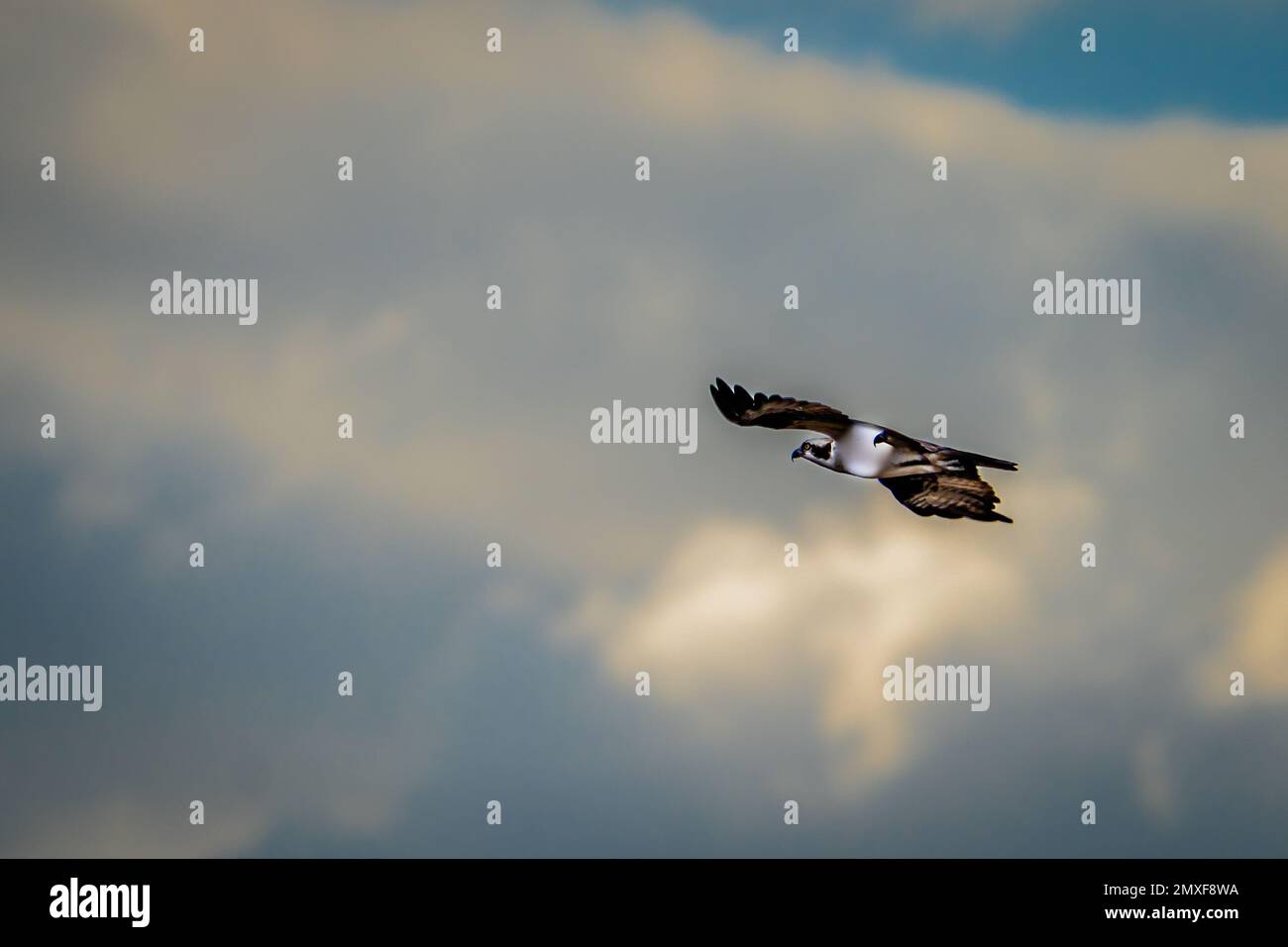 Birds of prey nest hi-res stock photography and images - Alamy