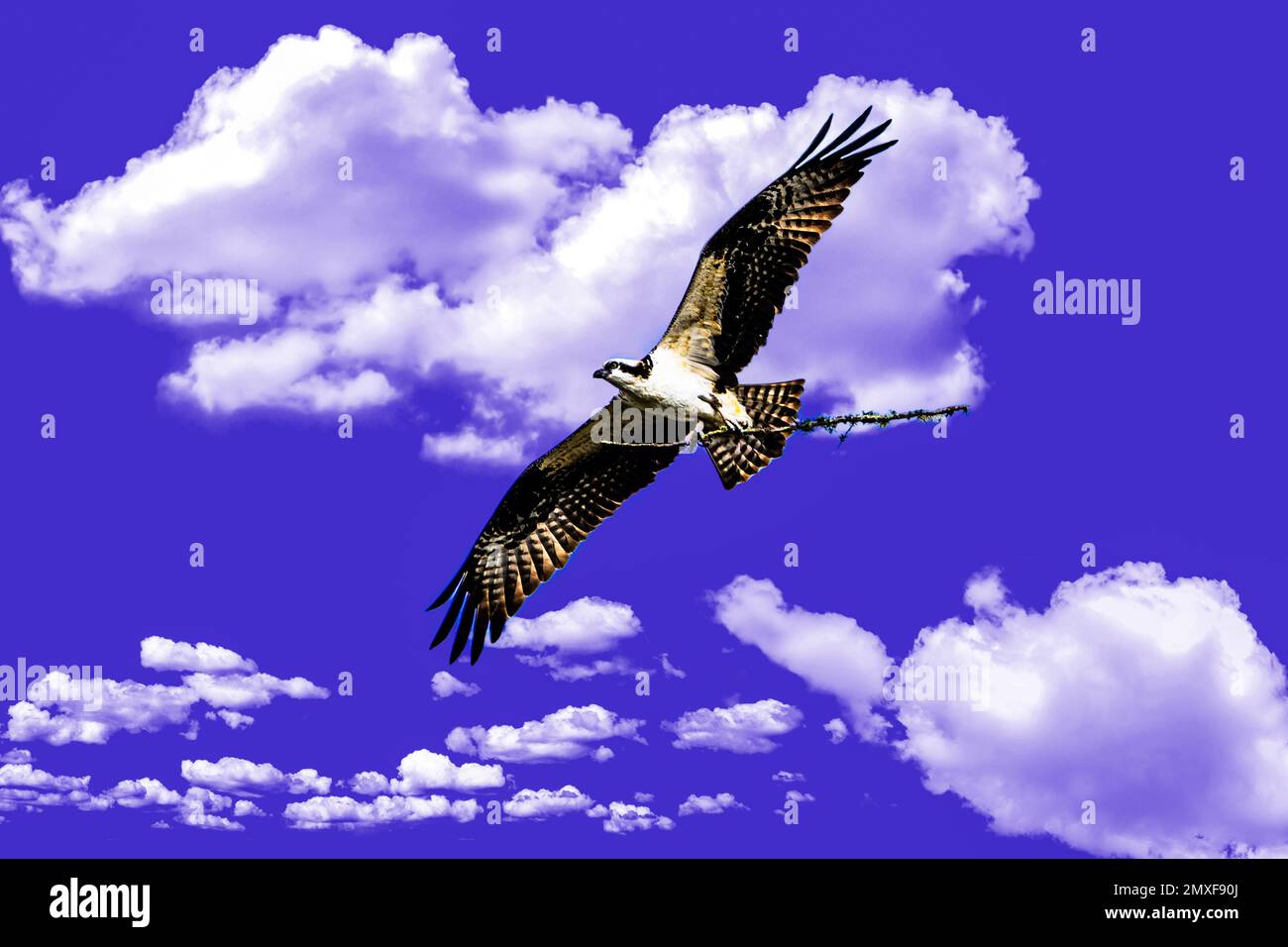 Osprey rugby hi-res stock photography and images - Alamy