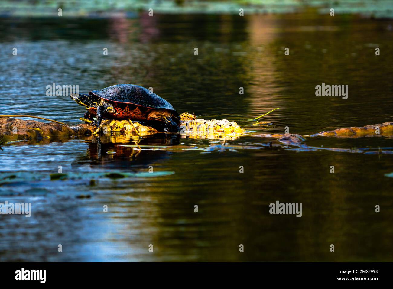 Green river turtle hi-res stock photography and images - Alamy