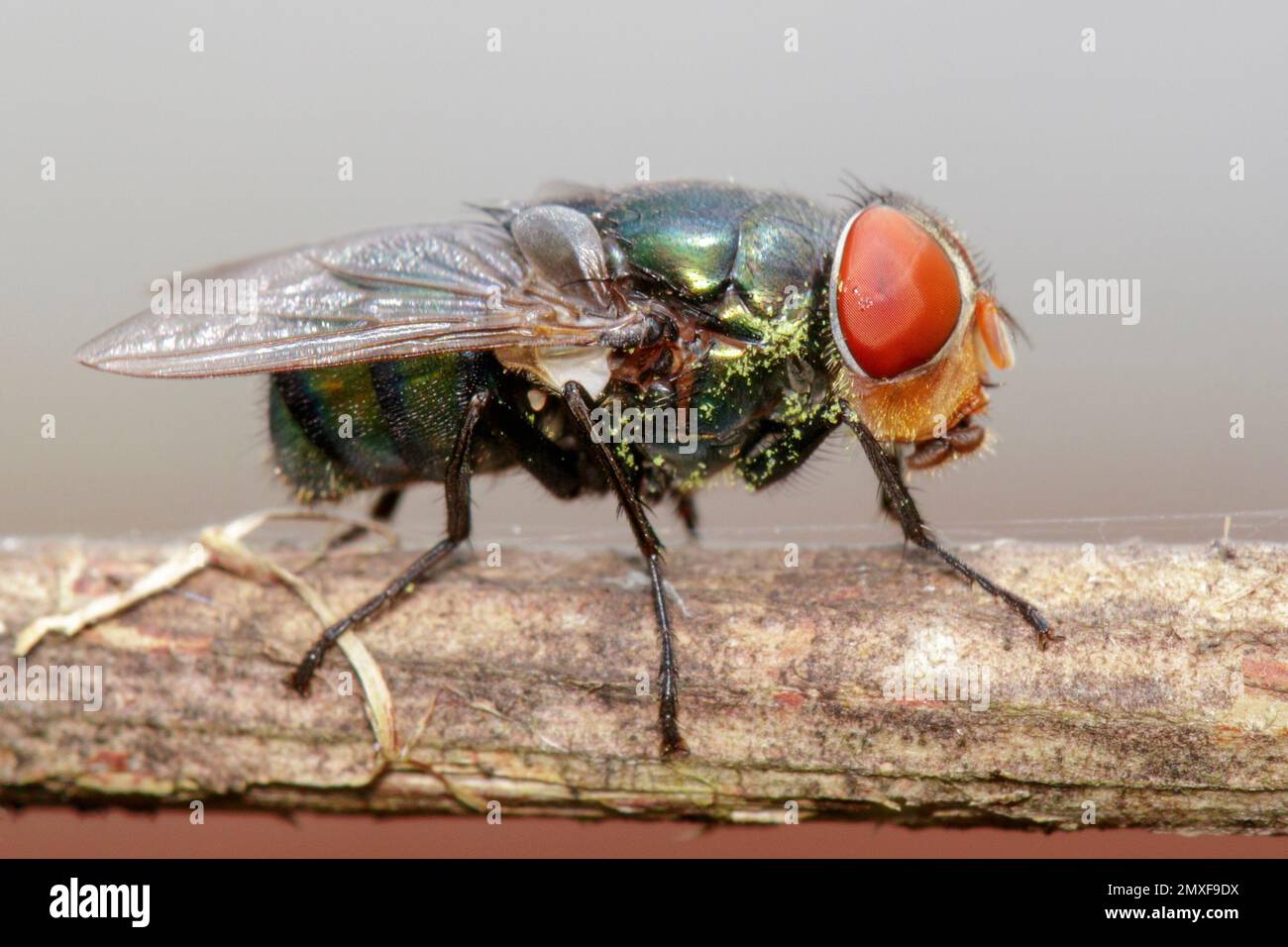 Image of a flies (Diptera) on brown branch. Insect. Animal Stock Photo ...