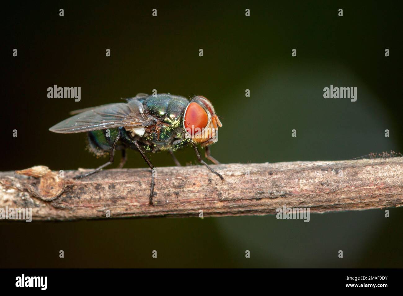 Branch insect hi-res stock photography and images - Alamy