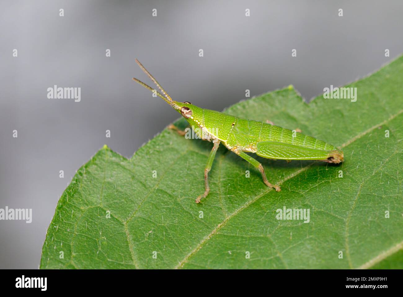 Image of Slant-faced or Gaudy grasshopper(Acrididae)on a green leaf ...