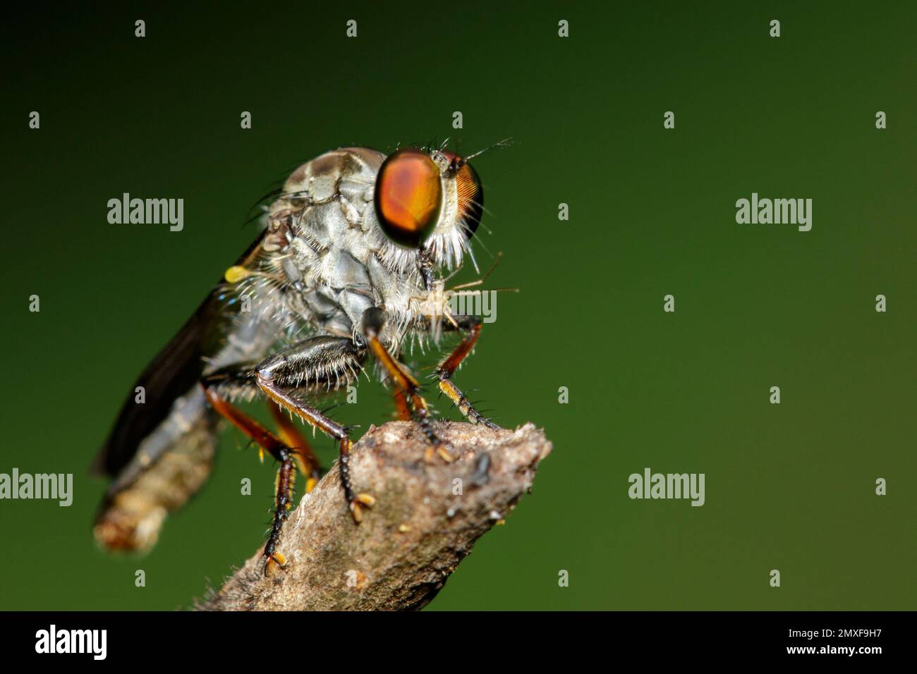 Image of Robber fly(Asilidae) on a tree branch. Insect. Animal Stock ...