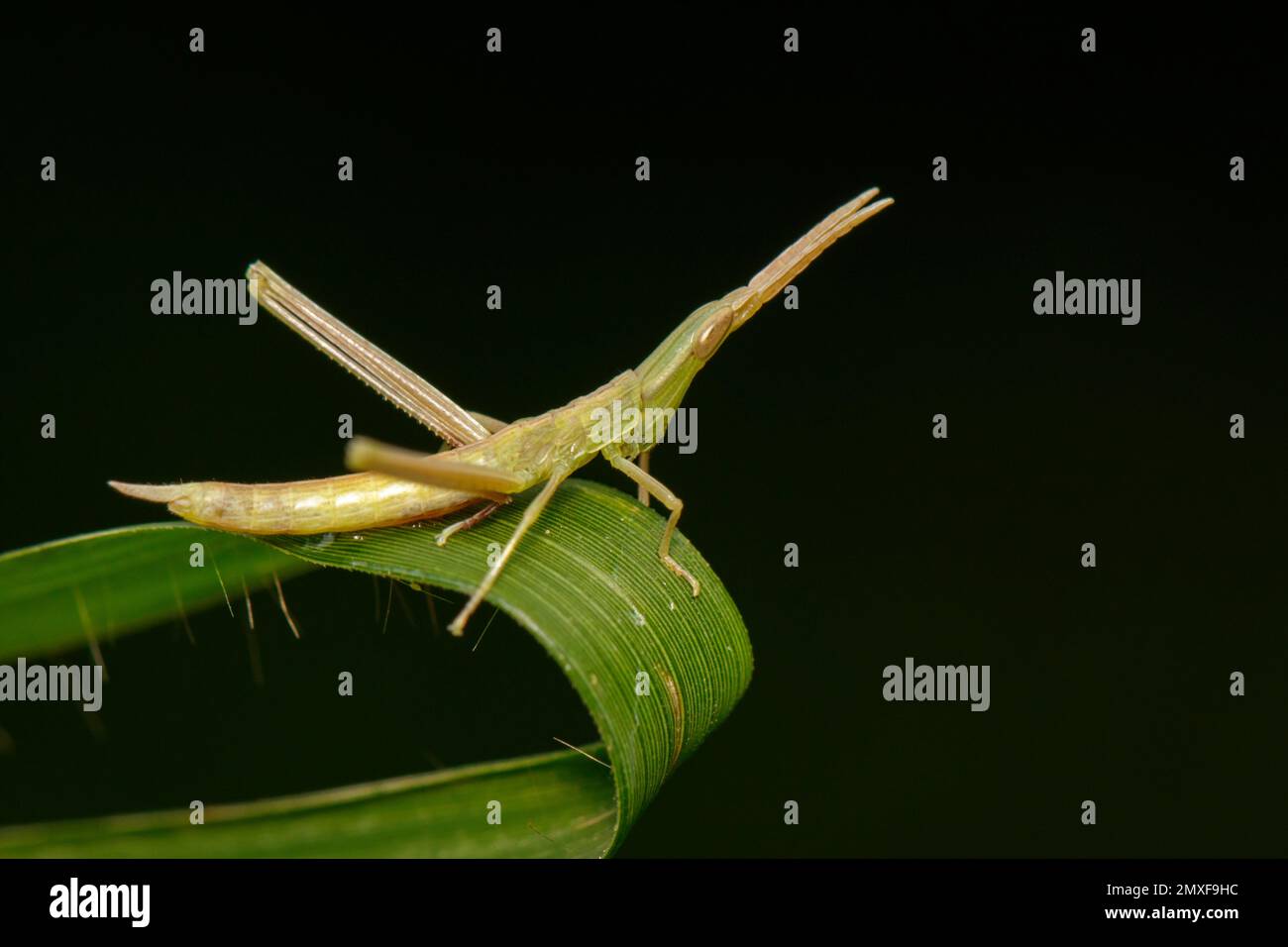 Image of Slant-faced or Gaudy grasshopper(Acrididae)on a green leaf ...