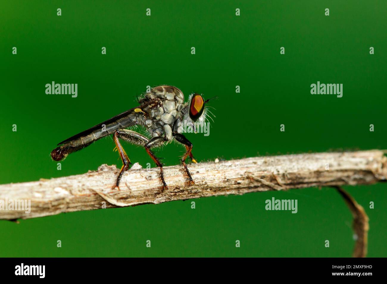 Image of Robber fly(Asilidae) on a tree branch. Insect. Animal Stock ...