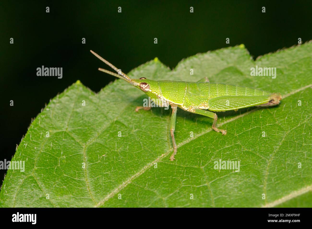 Image of Slant-faced or Gaudy grasshopper(Acrididae)on a green leaf ...