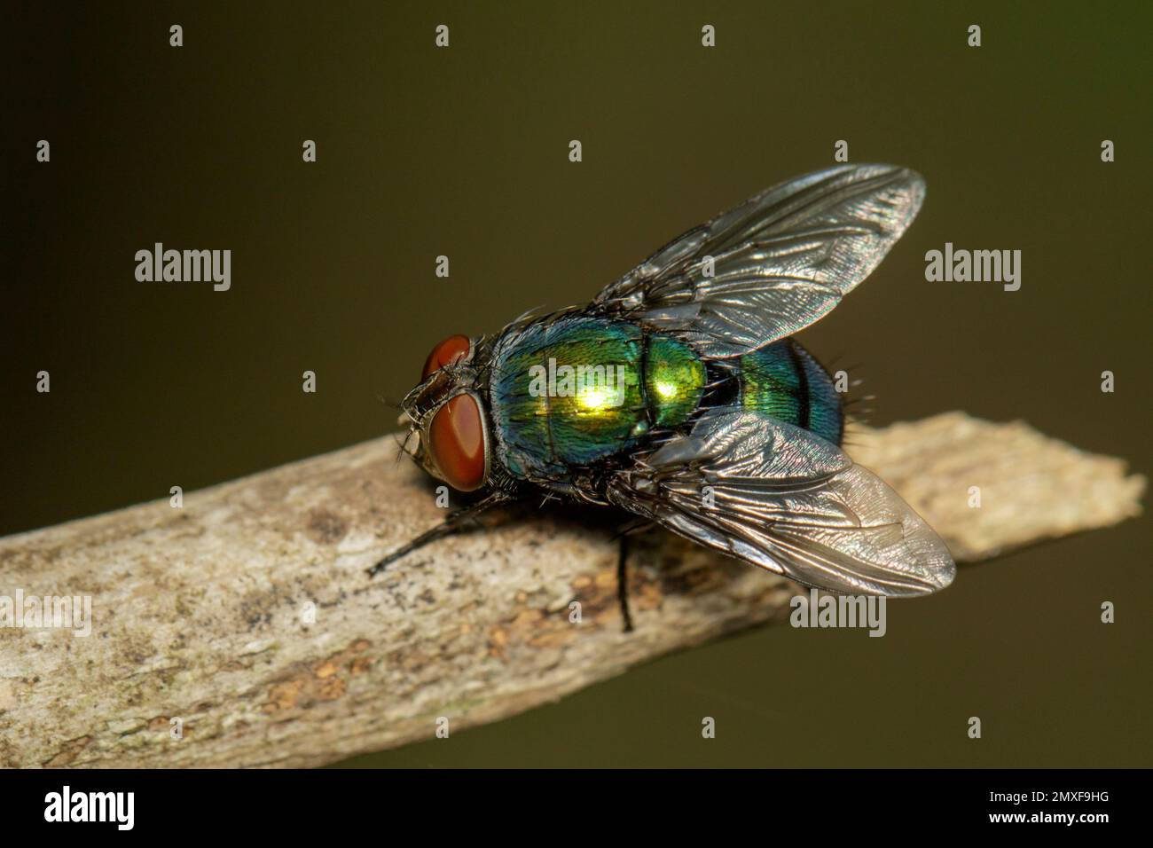 Image of a flies (Diptera) on brown branch. Insect. Animal Stock Photo ...