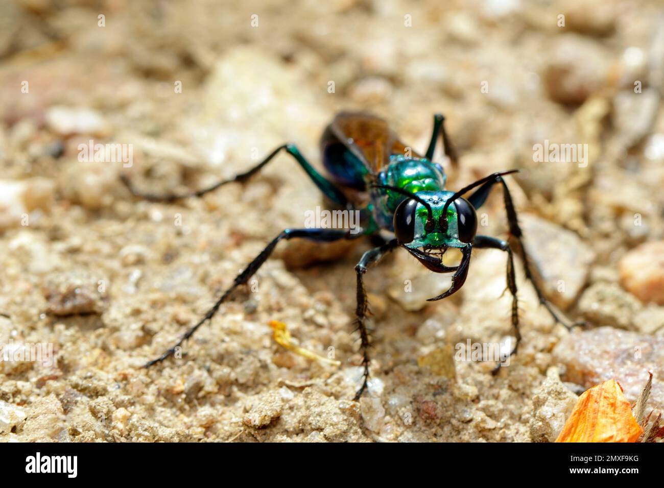 Image of Jewel Wasp or Emerald cockroach wasp (Ampulex compressa) on ...