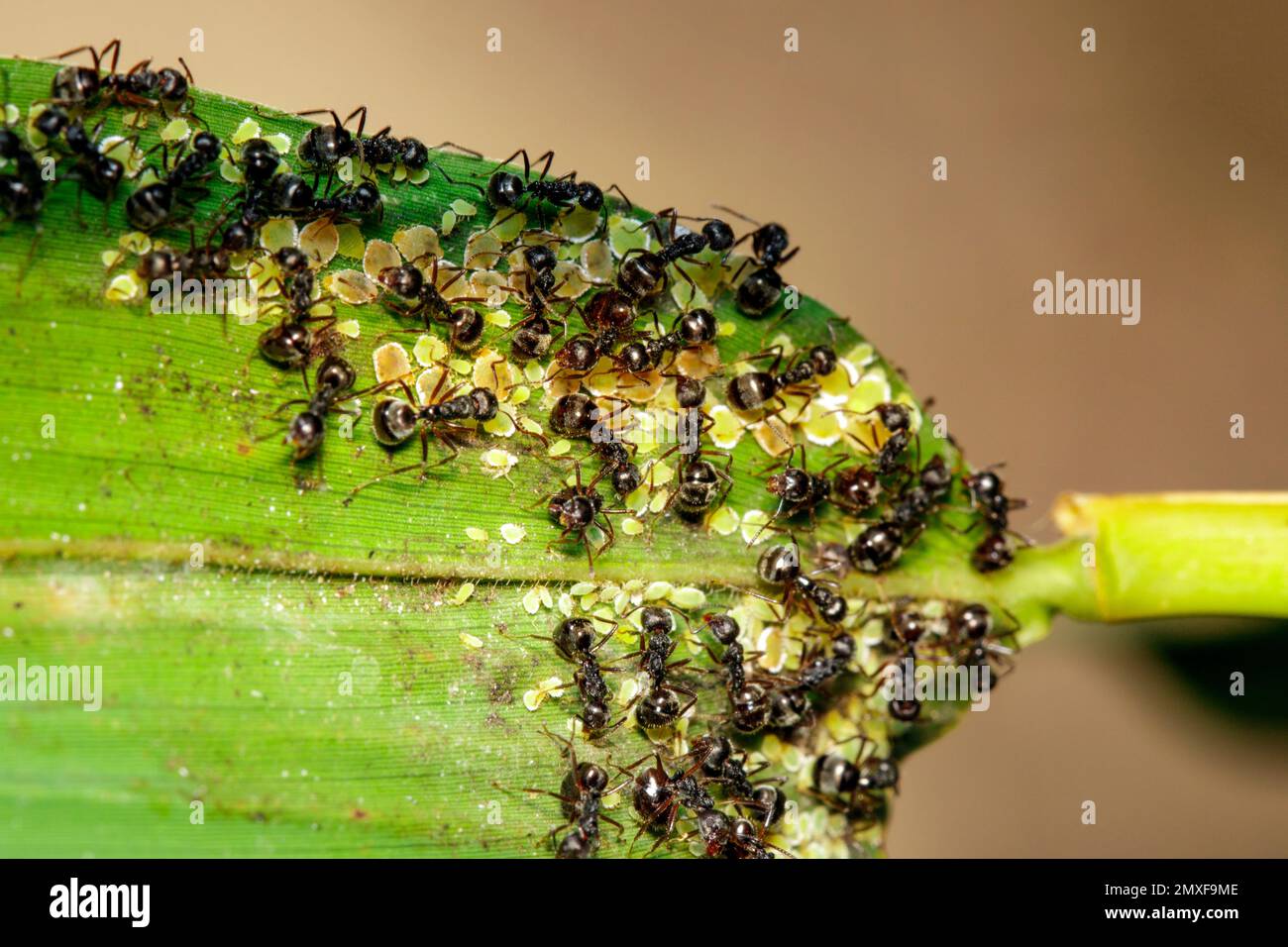 Image of a black ant eating aphids on green leaves. Insect. Animal ...
