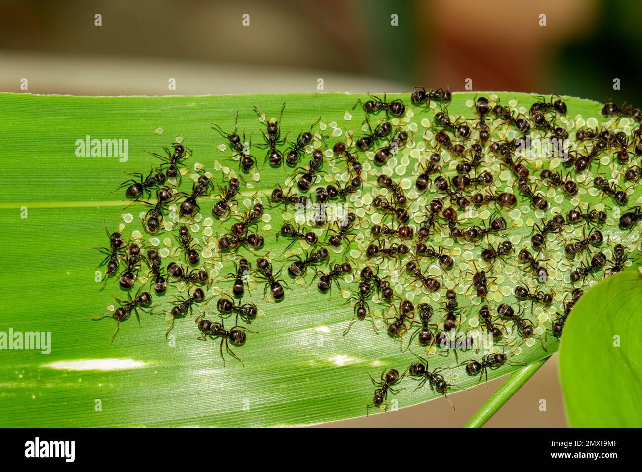 Image of a black ant eating aphids on green leaves. Insect. Animal ...