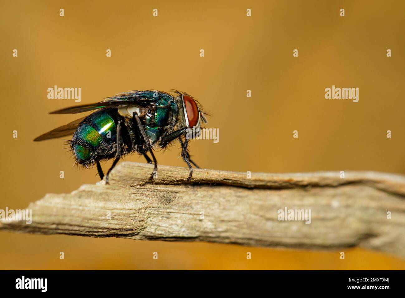 Image of a flies (Diptera) on brown branch. Insect. Animal Stock Photo ...