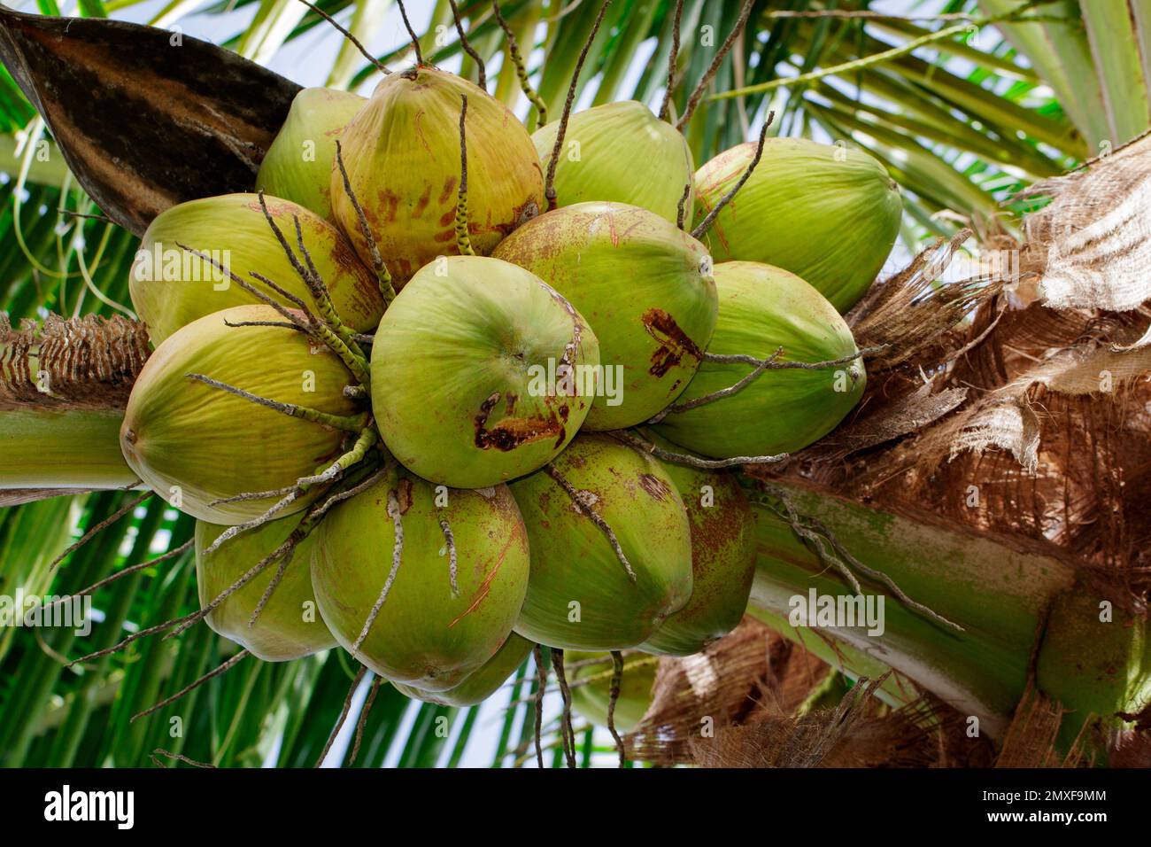 Image of fresh coconut on the coconut tree in the garden Stock Photo ...