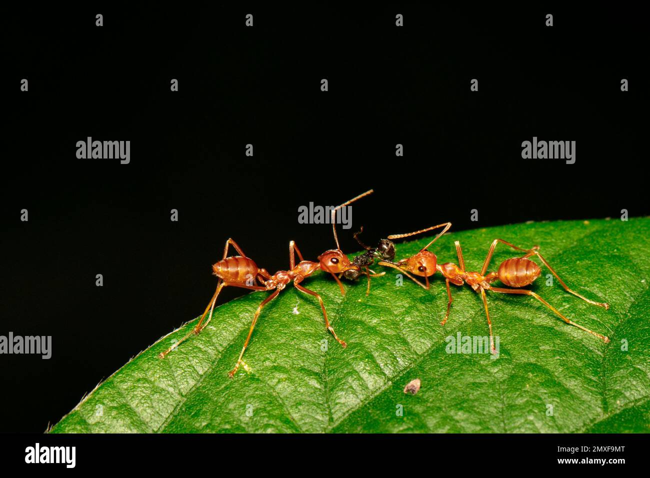 Image of red ant(Oecophylla smaragdina) on the green leaf. Insect ...