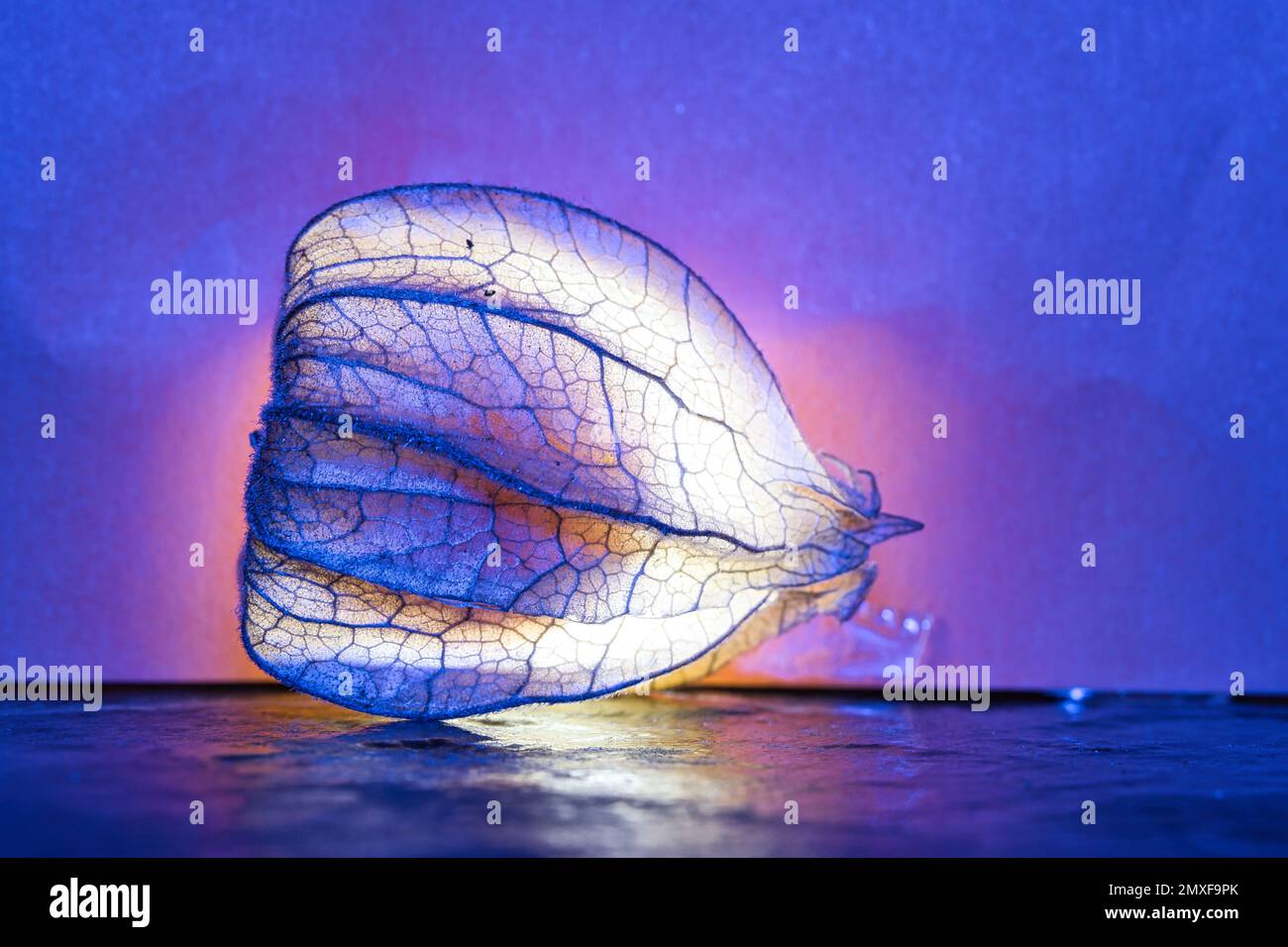 physalis, lit. Fruit shines through the peel. Vitamin C rich fruit ...