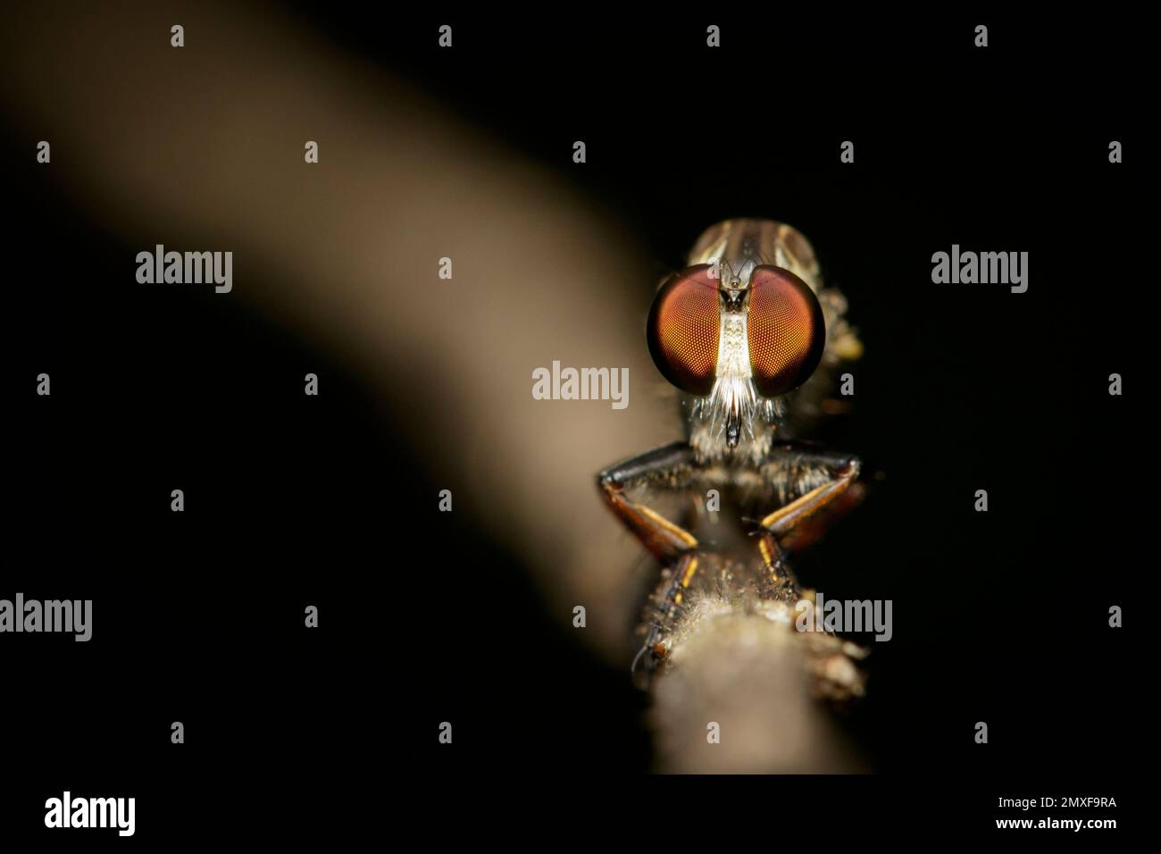 Image of Robber fly(Asilidae) on a tree branch. Insect. Animal Stock ...