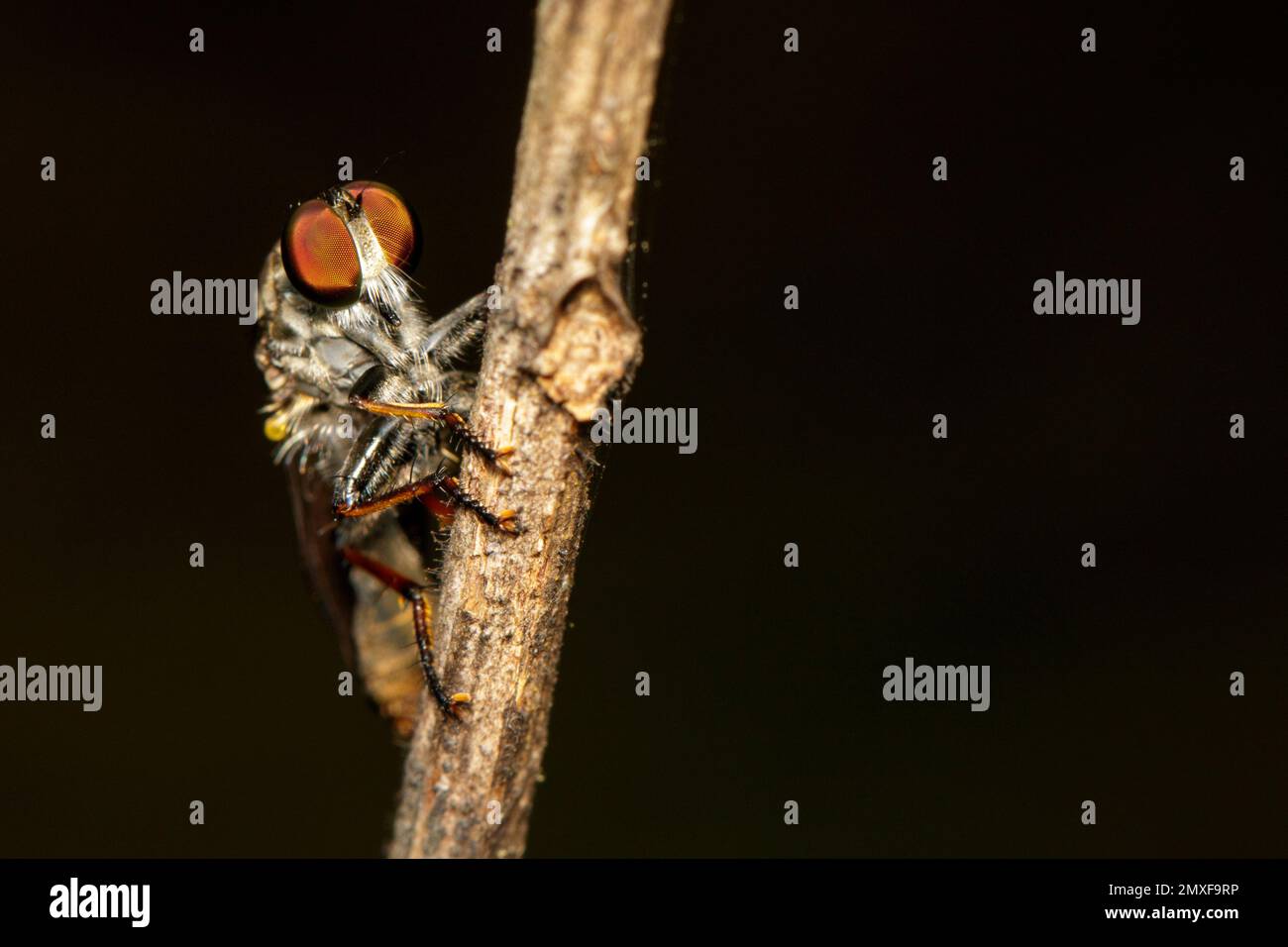 Image of Robber fly(Asilidae) on a tree branch. Insect. Animal Stock ...