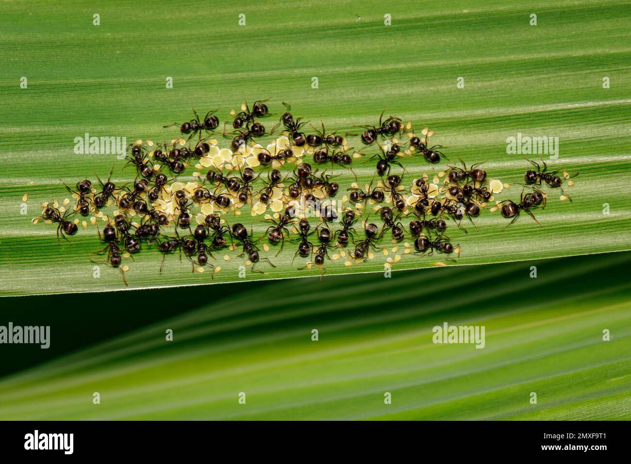 Image of a black ant eating aphids on green leaves. Insect. Animal ...
