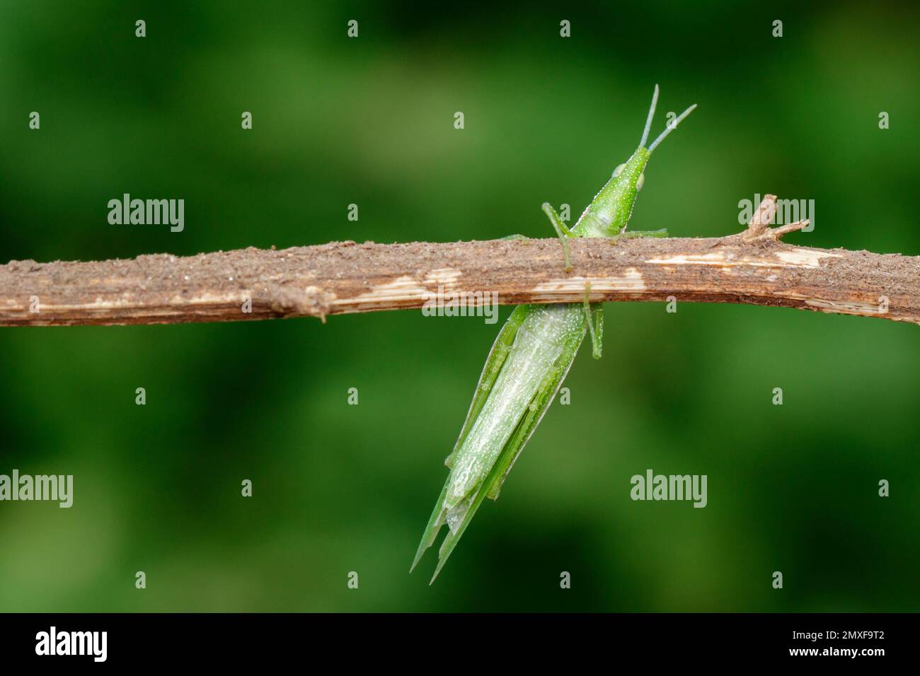 Image of Slant-faced or Gaudy Grasshopper on brown branch on nature ...