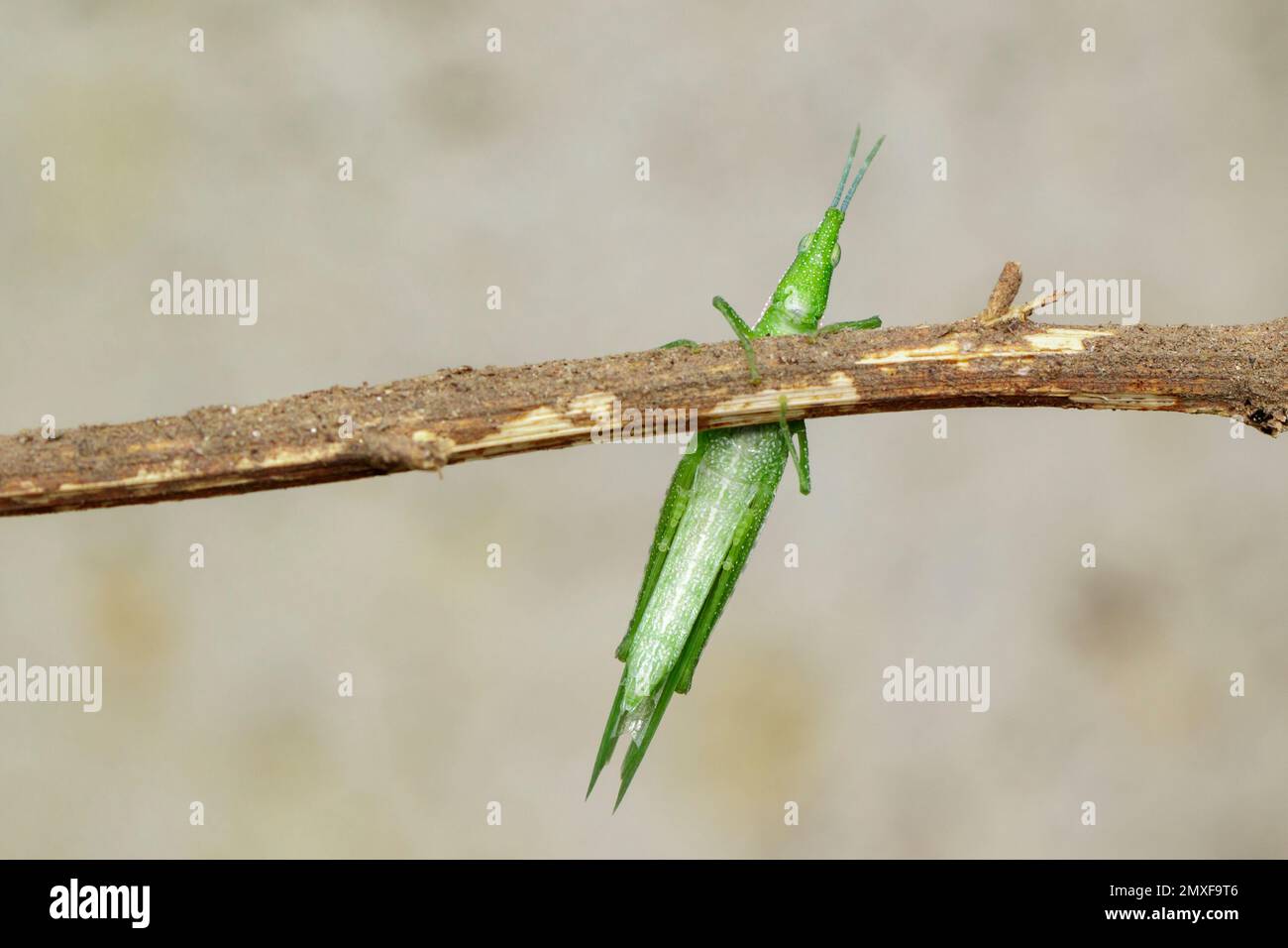 Image of Slant-faced or Gaudy Grasshopper on brown branch on nature ...