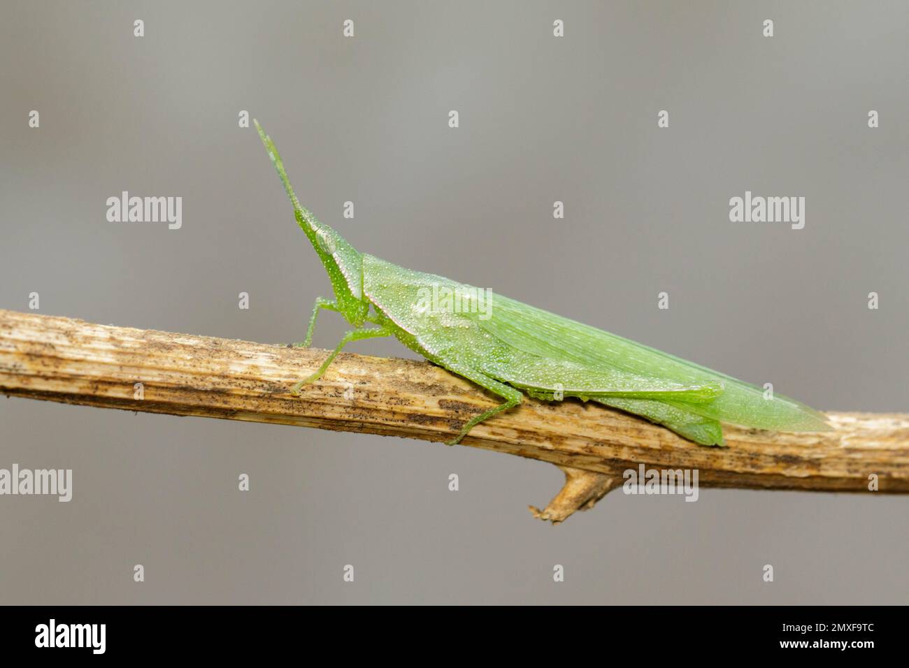 Image of Slant-faced or Gaudy Grasshopper on brown branch on nature ...