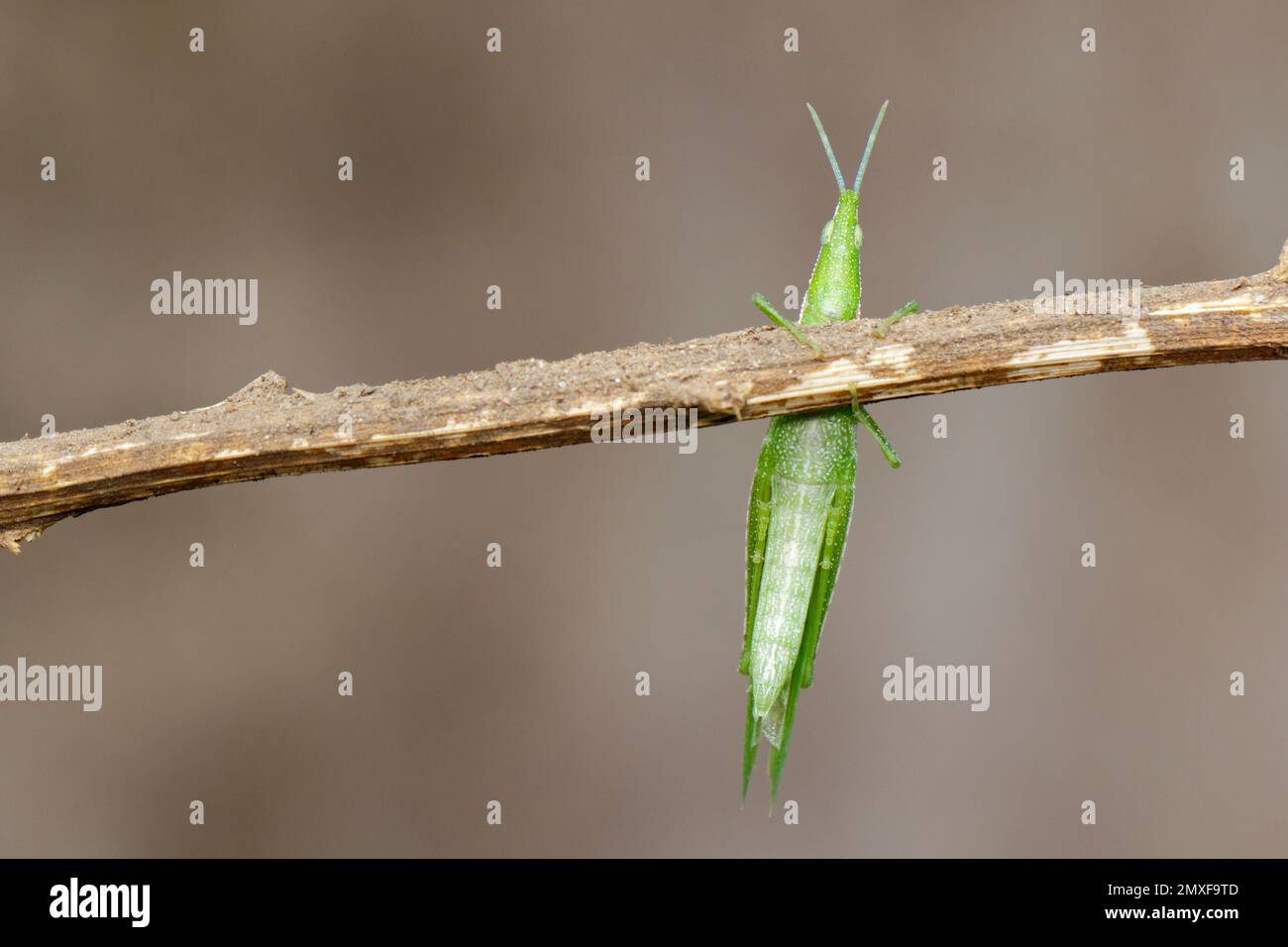 Image of Slant-faced or Gaudy Grasshopper on brown branch on nature ...